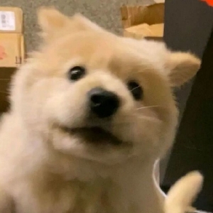 黑龙会小弟 