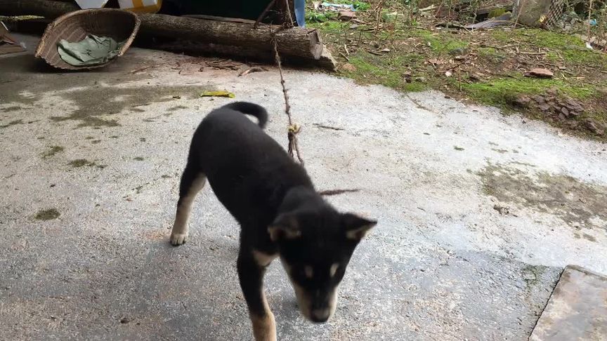 冬天农村偷狗贼太猖獗!小伙告诉大家怎样防止狗狗被盗。