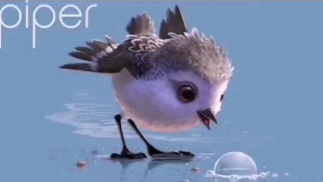 奥斯卡获奖动画短片《鹬》上