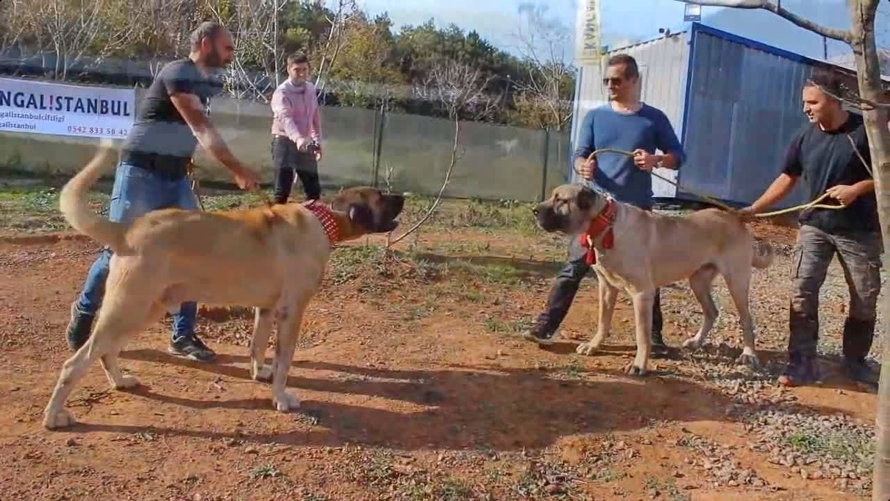 一般人无法驾驭!大型坎高犬对吼,2个壮汉在背后拉扯防止失控