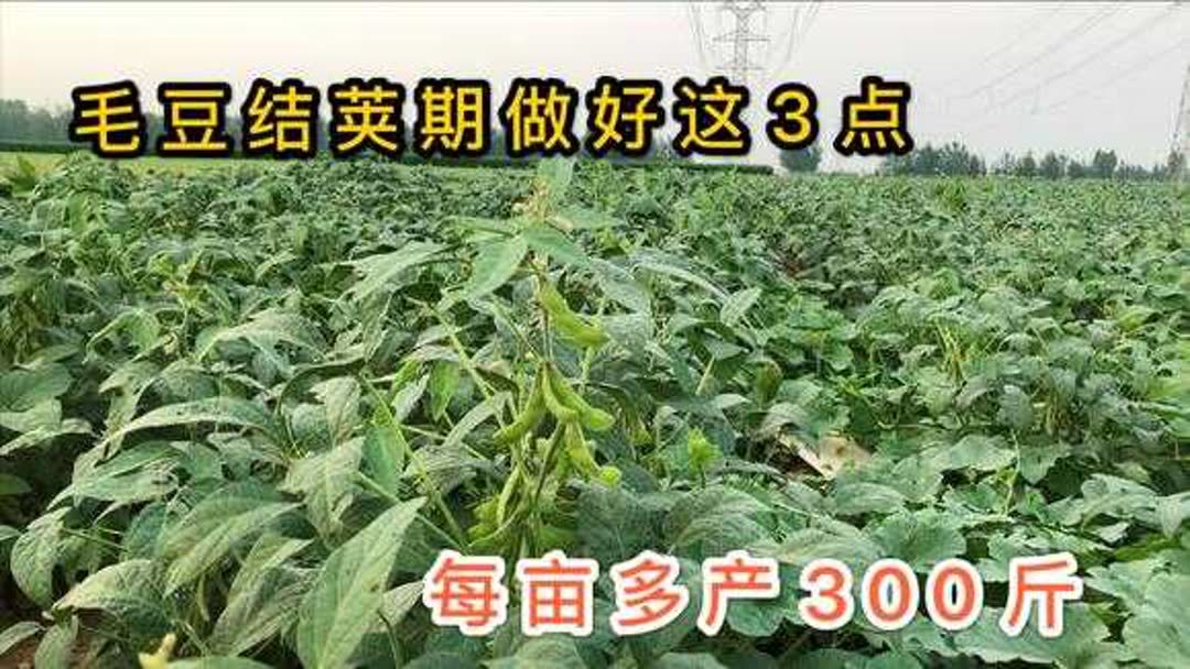 毛豆结荚期应当如何管理?做好这3点,每亩多产300斤