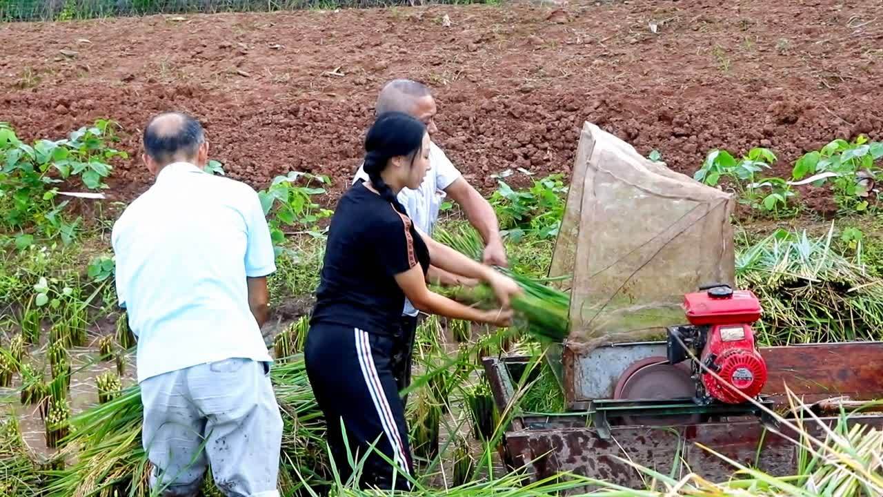 四川农村稻谷成熟了,幺妹儿下田打谷子,又一年收获季节