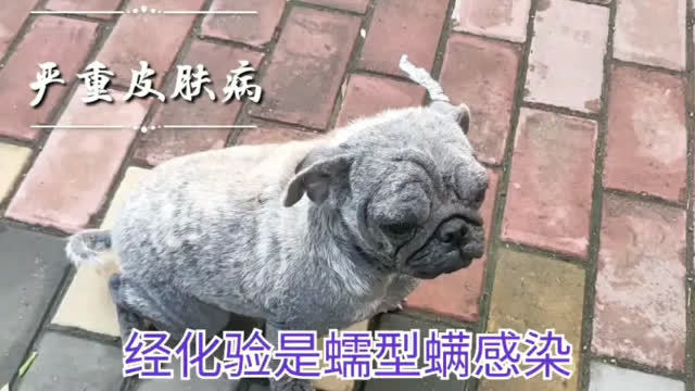 可怜的狗严重皮肤病,治疗2个月没控制住
