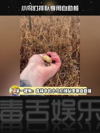 第一视角:森林中的小鸟们排队享用自助餐