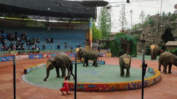 聪明的小动物,大动物,表演真精彩