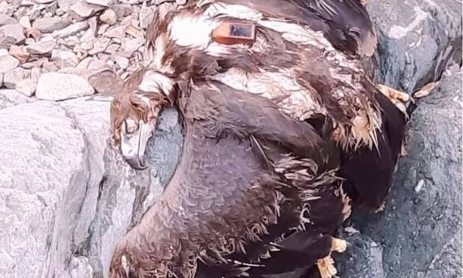 老外给老鹰装上GPS定位装置,记录20年飞行轨迹,有一点让人疑惑