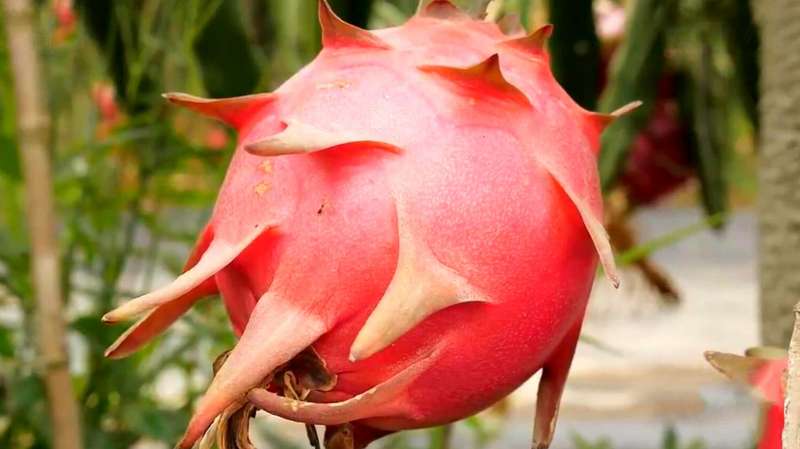 他靠着一个种植标准,把每斤火龙果卖到38元,赚到了千万财富