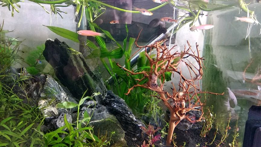 老康家的微型生态系统