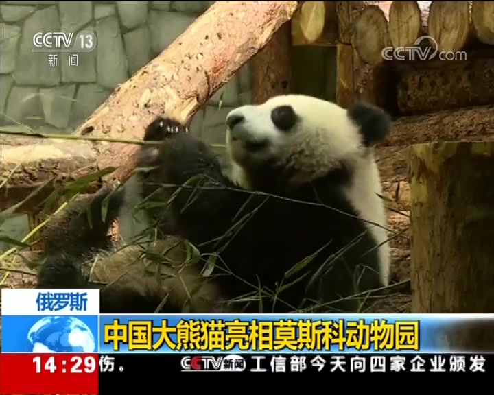 【如意丁丁】俄罗斯 中国大熊猫亮相莫斯科动物园