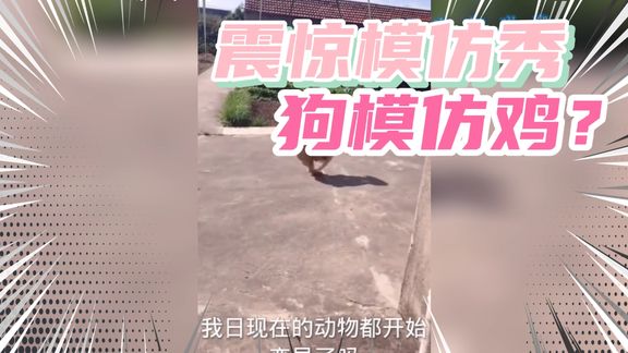 动物界的模仿秀,这狗模仿鸡,也太像了吧