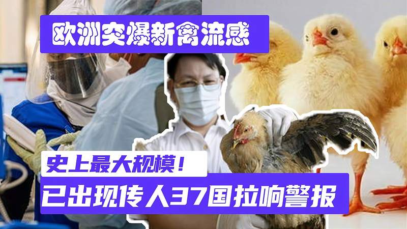 欧洲突爆史上最大规模新禽流感,37个国拉响警报,已出现传人显现