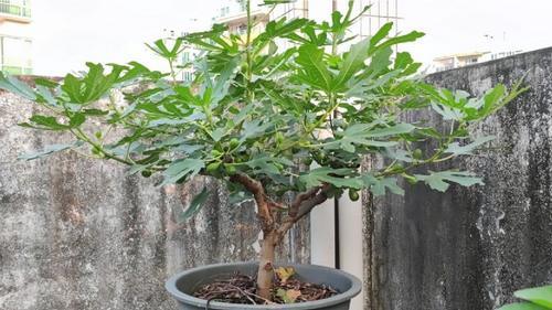 无花果要想高产,修剪时这样操作,不花一分钱成绩多多