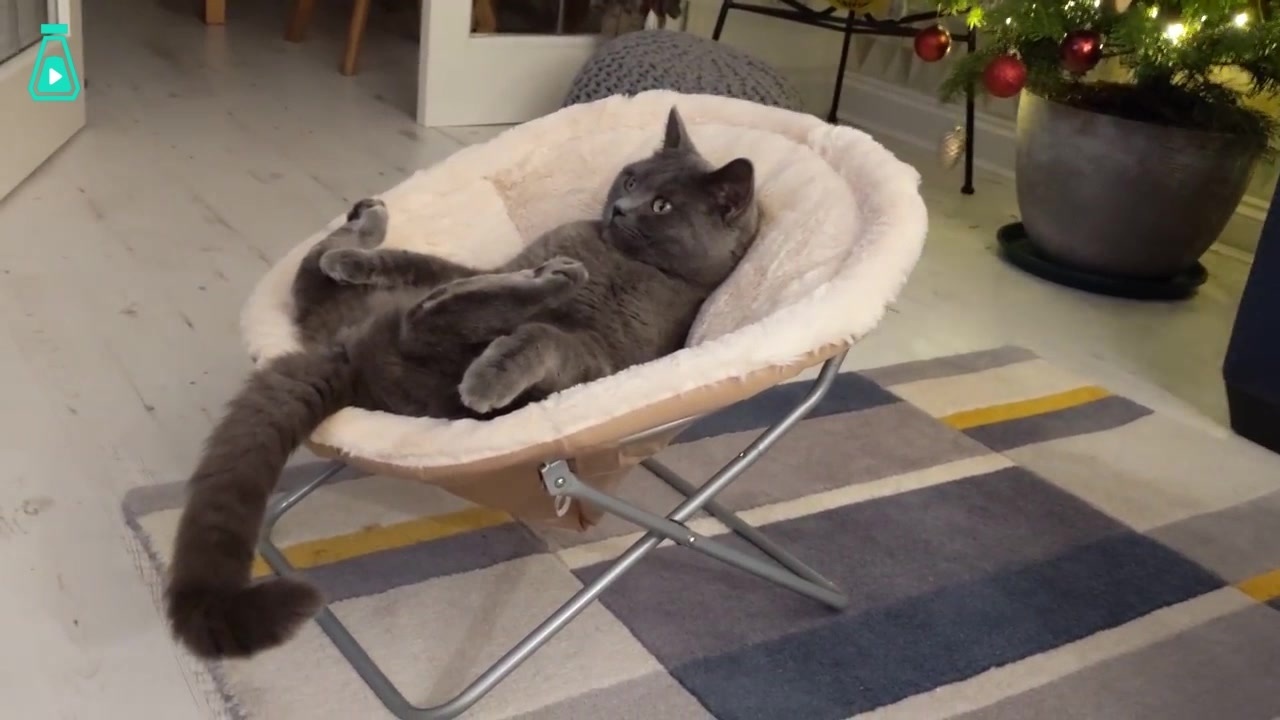 小猫咪看《猫和老鼠》动画片,杰瑞一出场就想钻进屏幕了