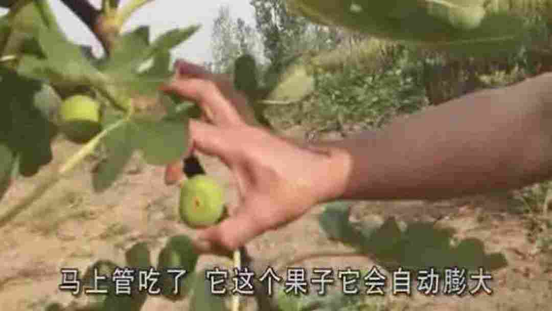 吃无花果的好处多多,在无花果苗基地对无花果有了详细的了解