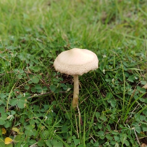 鸡蛋煮小鱼干 