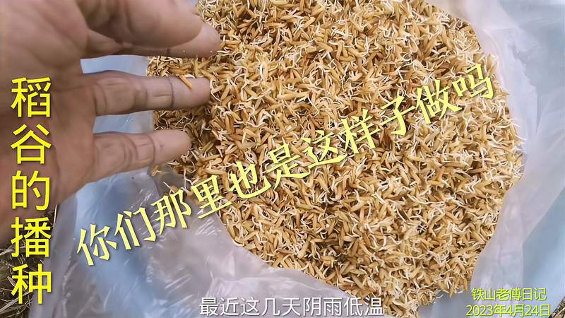 稻谷的播种育秧,到底要怎样做才好,想了解一下你们的先进经验