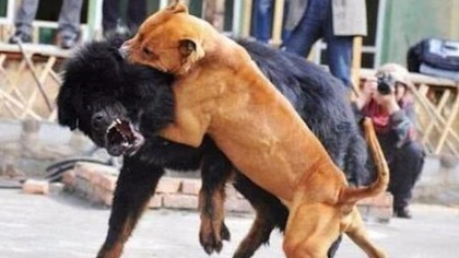 世界第一猛犬遇到东方犬王藏獒,结局竟然是藏獒被碾压