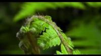 一分钟看完植物的生长过程, 大自然的神奇魔法!