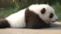 熊猫宝宝出生到长大的全过程, 从小萌到大, 怎么能这么可爱