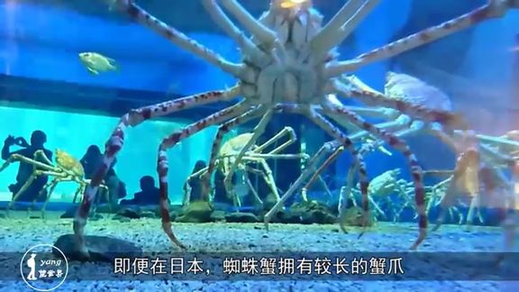 世界上最大的螃蟹,身长4米能活100多年,鲨鱼未必是其对手!