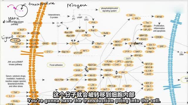 101 细胞信号传导通路的介绍