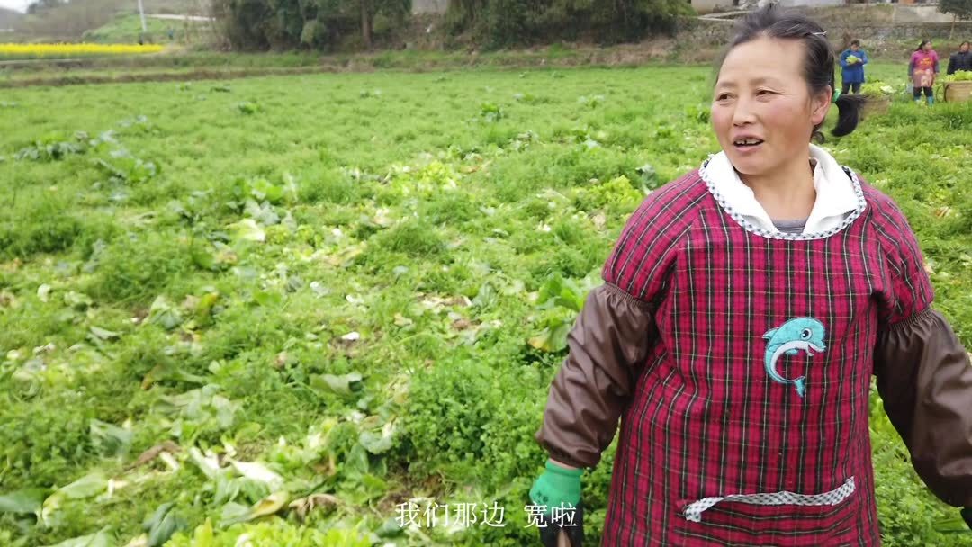 销售渠道不畅通,菜农500亩蔬菜卖不出去,你能帮帮他们吗