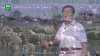 安徽过湾农业有限公司——(稻鸭共生)宣传片