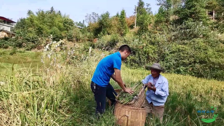 农村小伙和老爸一起这样收割稻谷,回去还得纯手工脱粒,见过不