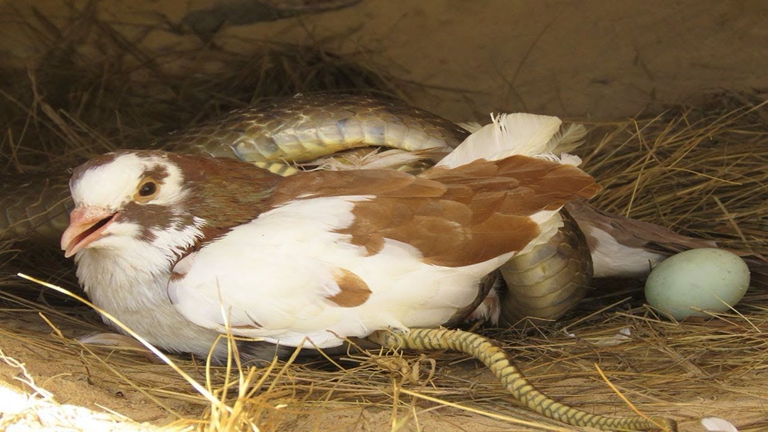 勇敢的男孩从蟒蛇攻击中拯救鸟 - Python攻击鸟巢 - 蛇与鸟!