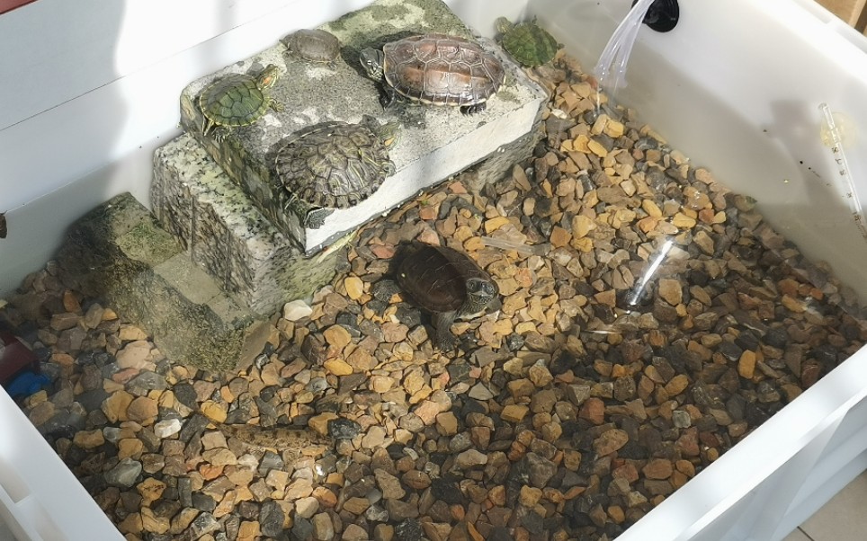 给养了两年的乌龟换个新环境,简单造个景。快来看看还缺少些什么?