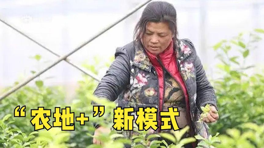 “农地+”新模式,助力乡村区域整体开发,助力乡村振兴发展!