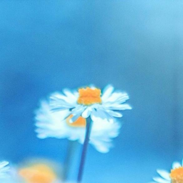 小西瓜鱼乐心鱼 