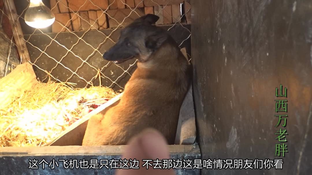 2500买的马犬怀孕2月快生了,这症状正常吗?大肚子有几个狗崽?