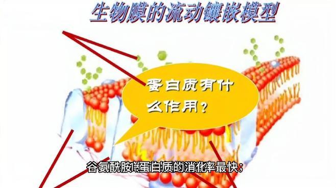 蛋白质的消化与吸收