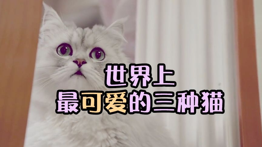 这三个猫咪,以可爱闻名全球,萌感十足,我要报名去做铲屎官