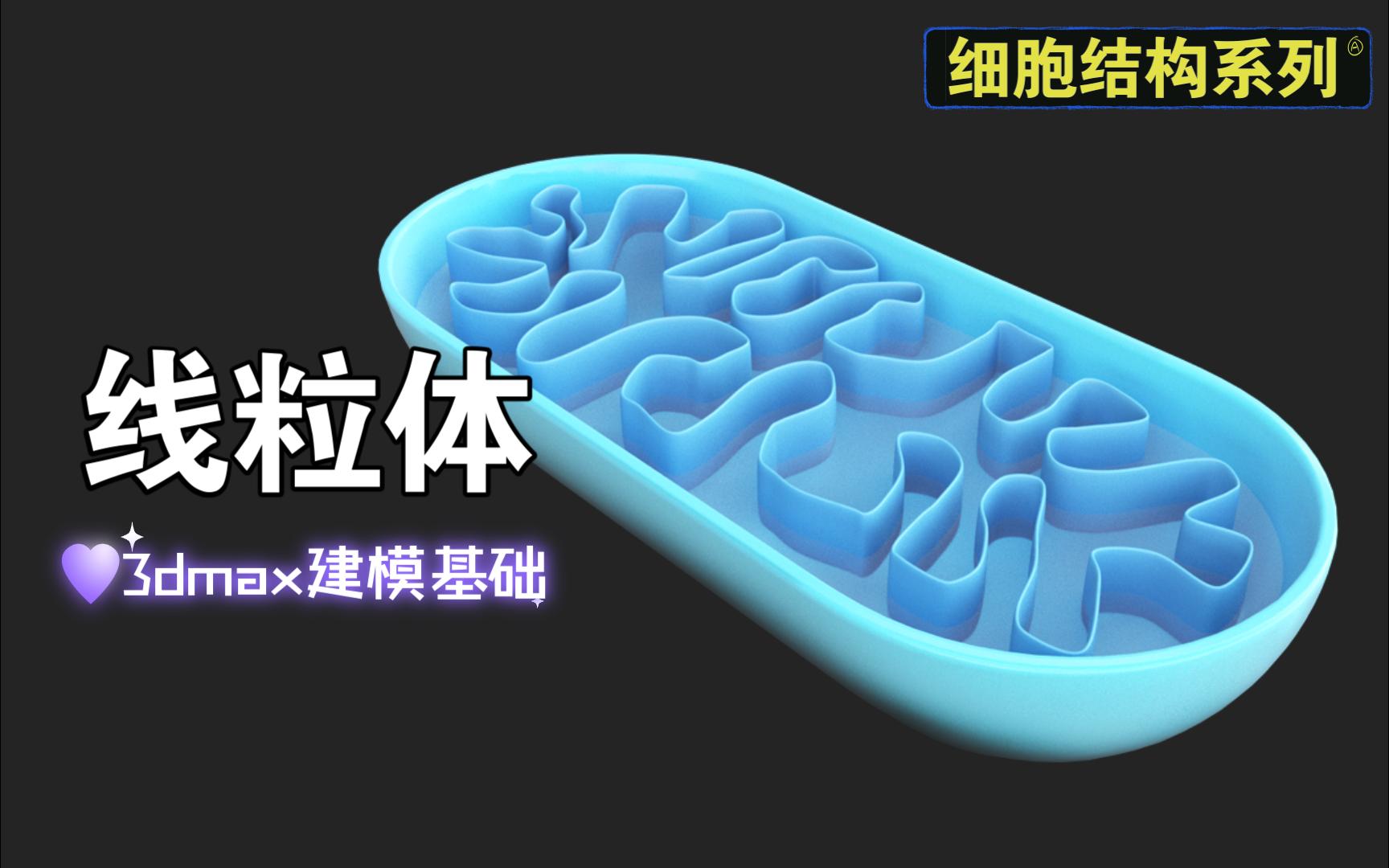 细胞结构系列 | 线粒体