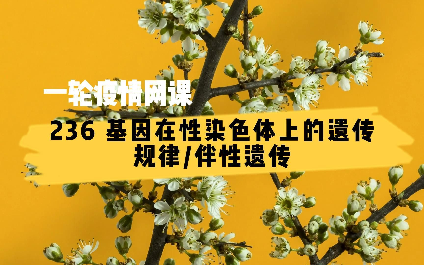 高中生物一轮 236-1 伴性遗传题型