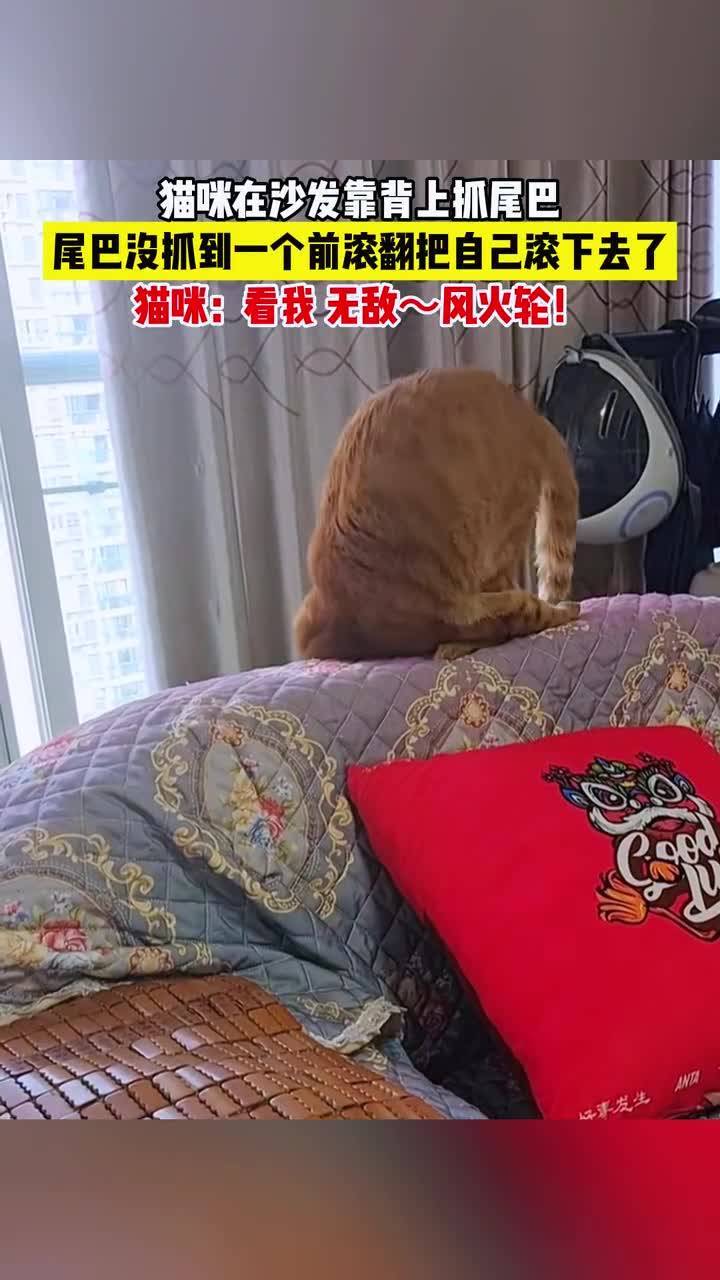 猫咪坐在沙发上抓尾巴,没想到一个前滚翻自己翻下去了