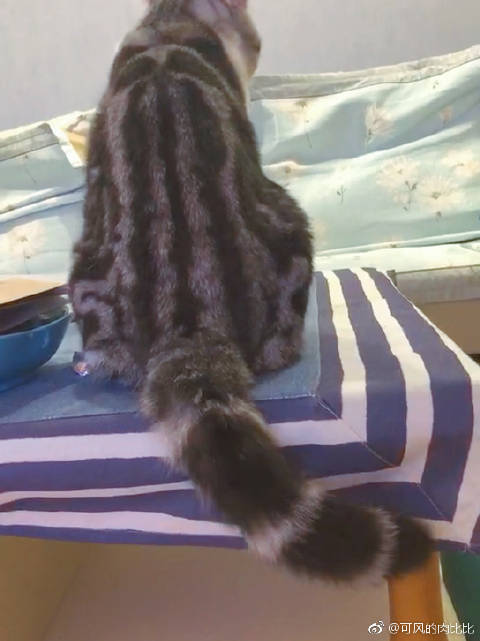 猫咪时钟几点了?