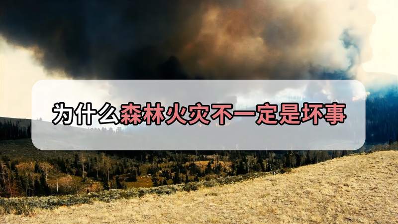 森林火灾居然是有益于人类的好事,甚至还会有人为计划的火灾!