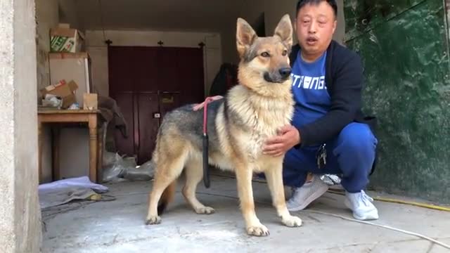 欣赏下世界上最接近狼的犬种,它有狼的特性,不知道的还以为是狼