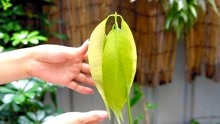 原来芒果核还可以这样培育小苗,关键在于这些营养土