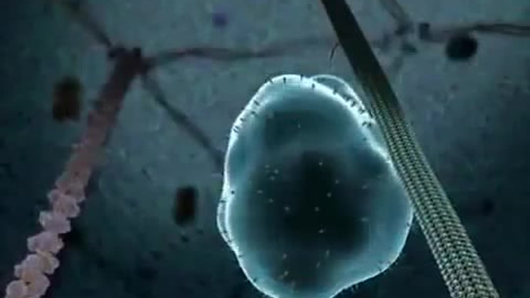 哈佛大学巨资打造3D动画-细胞内部!唯美展示细胞分子活动过程