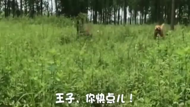 马犬出去打架还捎带上金毛,被主人发现后,回去又得挨顿揍不可!