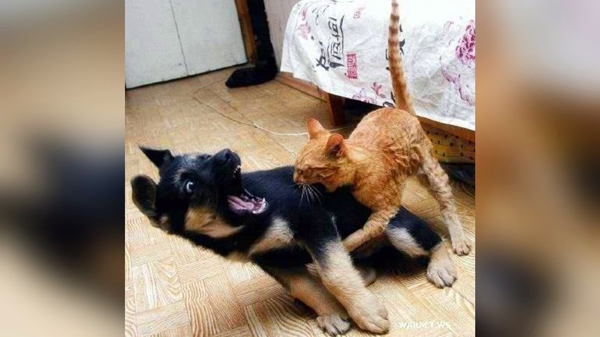 为何每次狗和猫打起来,落荒而逃的总是狗呢?