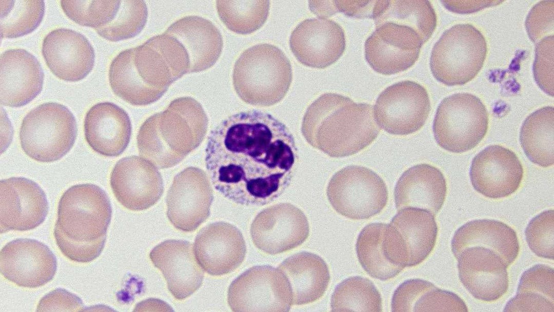 「知了生物」白细胞吞噬细菌全过程