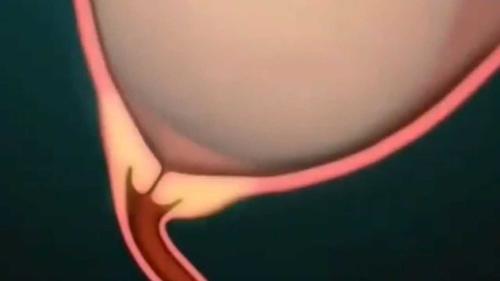 胎儿出生全过程,这里面的苦,只有女人知道!