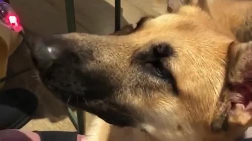 自己家的狗子是咋了,试电笔就对它有反应,这就是传说中的电子狗?