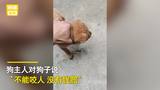 蚌埠遛狗纠纷事件后,狗主人苦口婆心给狗子上思想课,网友:值得提倡