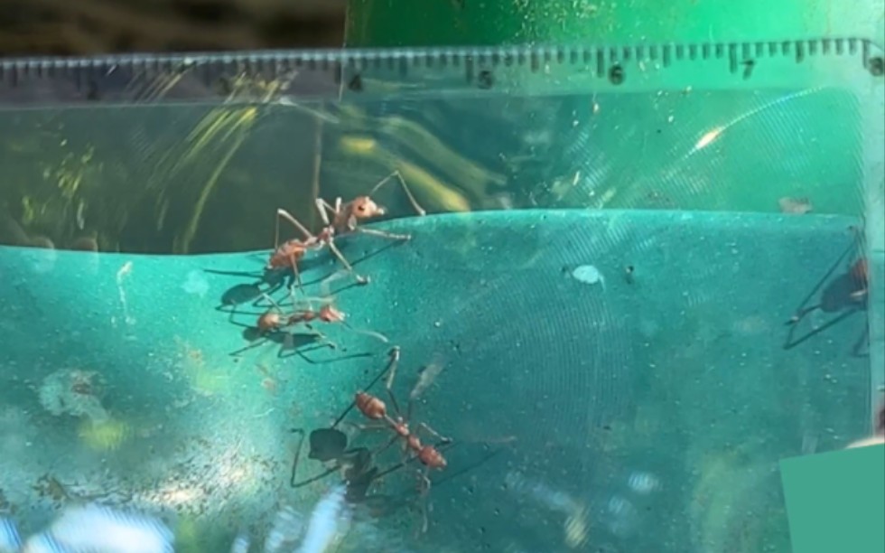 ...蚁 随手拍 城市生物多样性观察日记 自然观察 我的物候学式人间记录